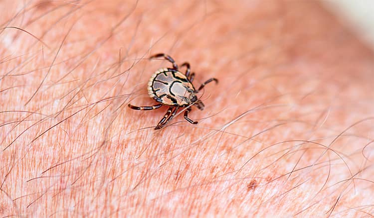 Hiermee verwijder je een teek bij mens en dier veilig in een ...