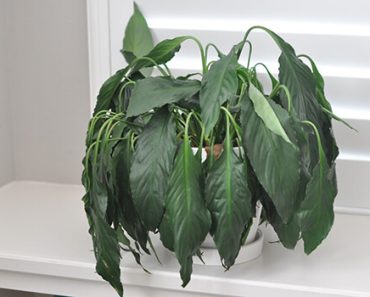 Tips en Weetjes dode planten