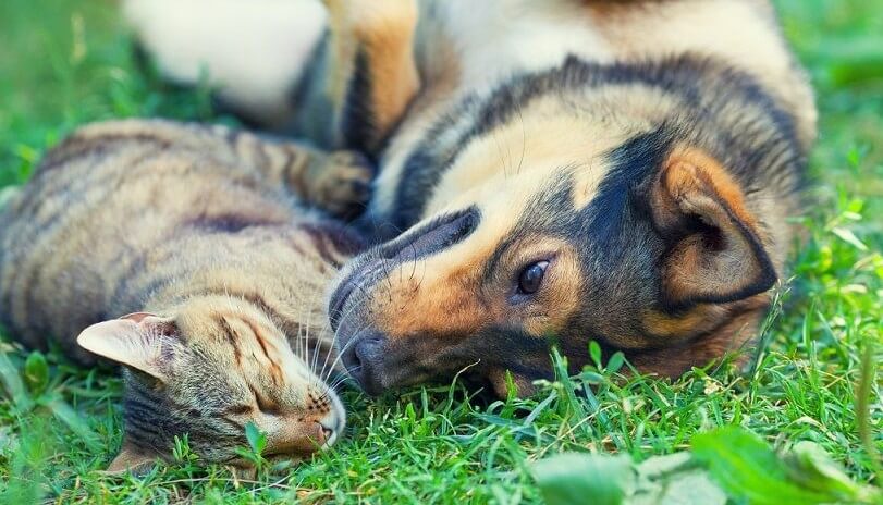 Ongelofelijk, met deze bijzondere tip vindt jouw huisdier áltijd de weg ...