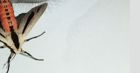 Pure horror: deze man vindt het 'engste insect ter wereld' in huis, wat ...