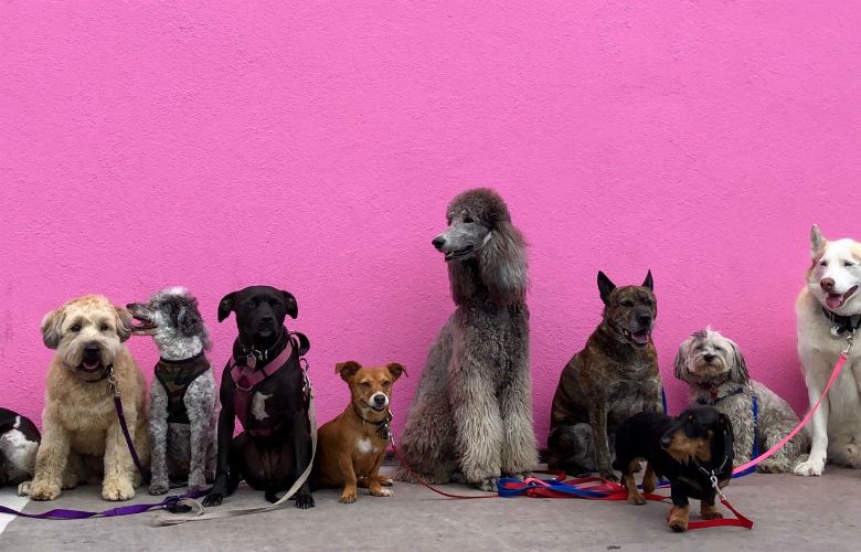 Dit zijn de braafste en ondeugendste hondensoorten