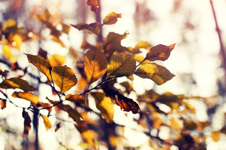 Een tuin vol met bladeren? Op deze plek kan je ze beter laten liggen