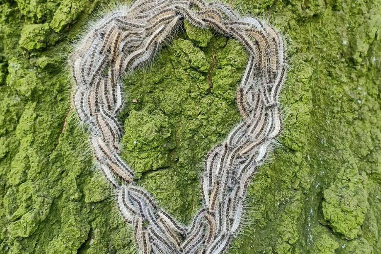 De eikenprocessierups: dit is wat je over die dieren moet weten