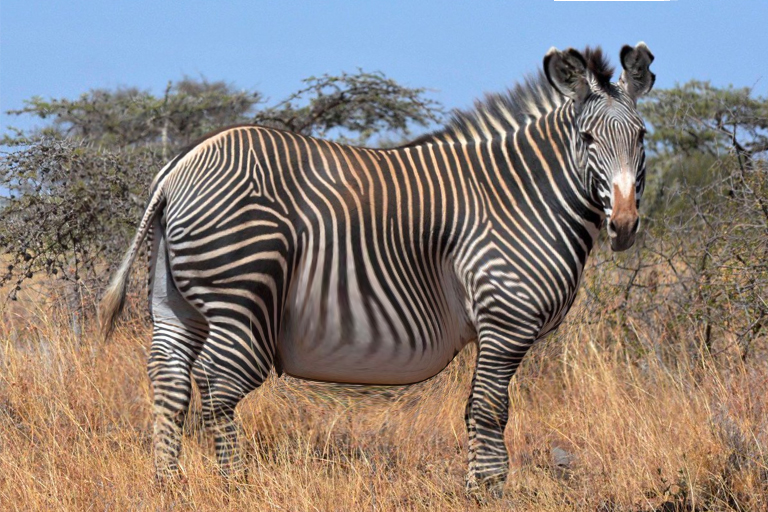 Deze Zebra Werd Gespot In Het Wild - Dierenarts Is In Shock Als Hij ...