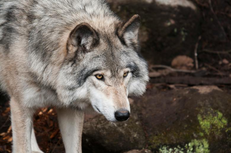 Staatsbosbeheer wil wolf uit de buurt van mensen houden met toeters en ...