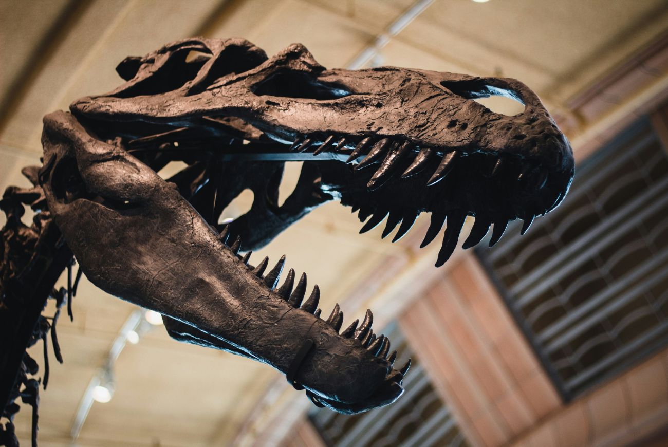 Kinderen vinden botten van dinosaurus Tyrannosaurus rex